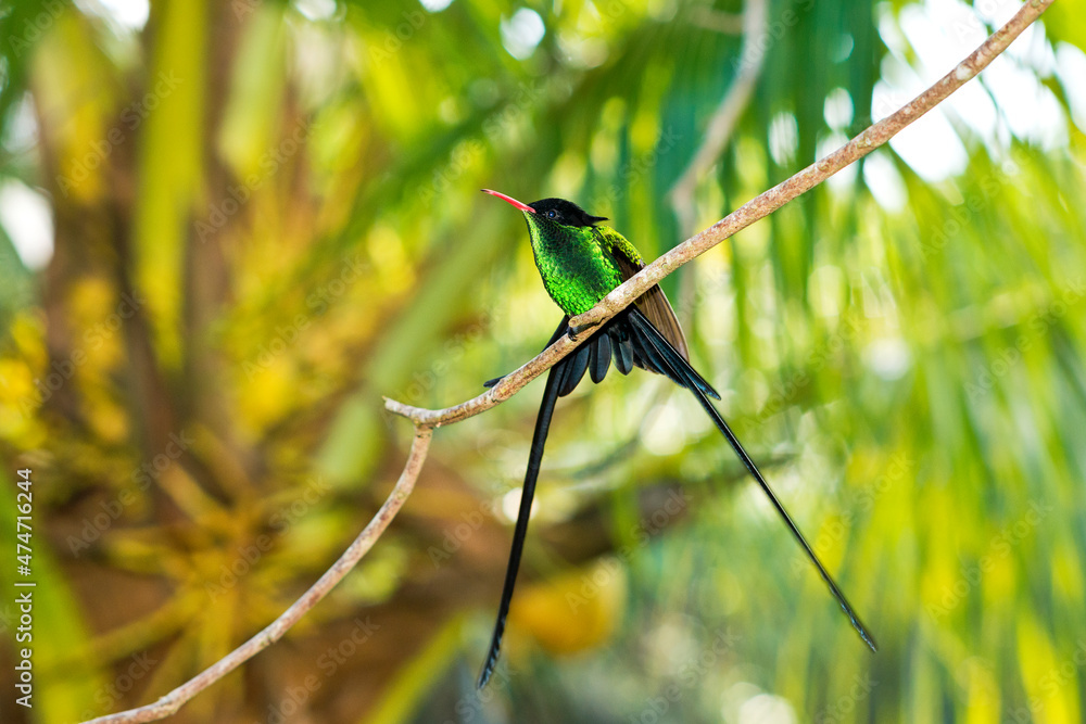 A male Red-billed Streamertail Hummingbird perches on a branch in his ...