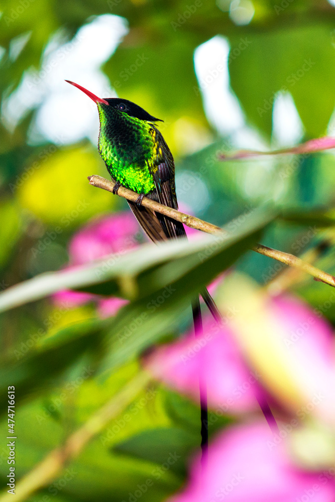 A male Red-billed Streamertail Hummingbird perches on a branch in his ...