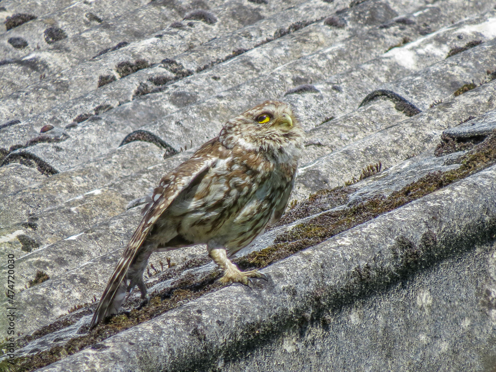Little owl a small owl with a flat topped head a plump compact body and ...
