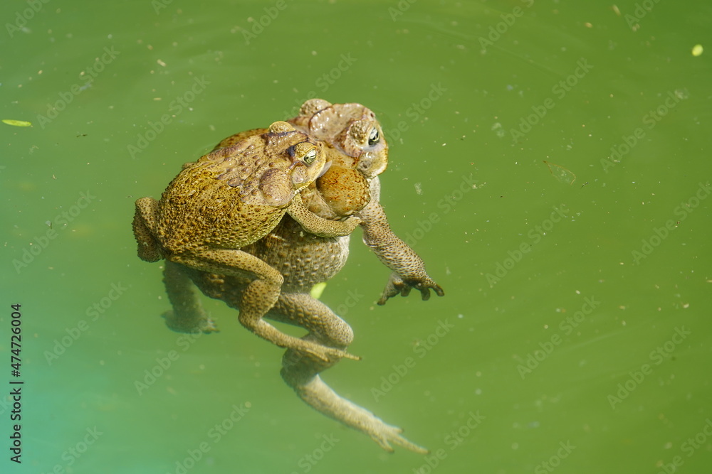 Reproduction, cane toad (Rhinella marina) bufonidae family. Male hugs ...