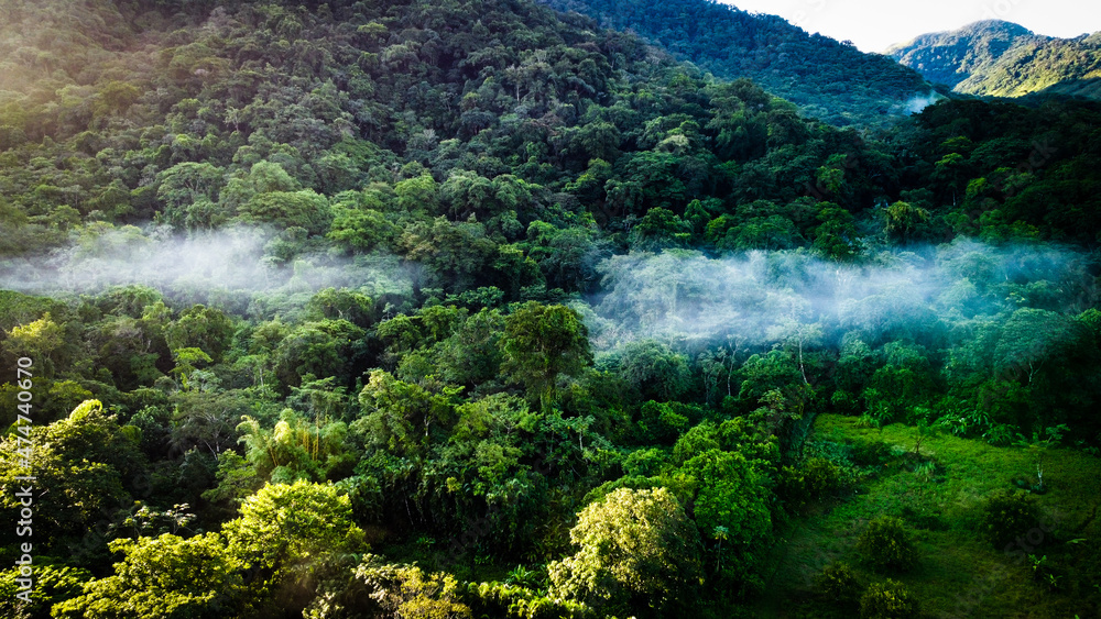 La selva de la reserva de la biosfera de Los Tuxtlas, lleno de ...