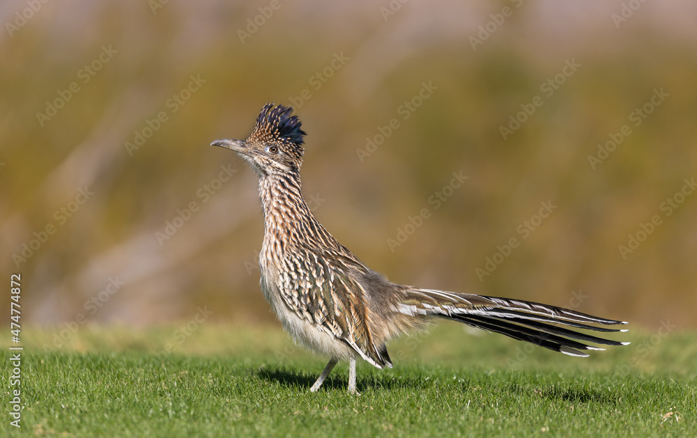 Roadrunner in Arizona Stock Photo | Adobe Stock