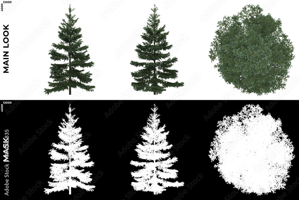 3D Rendering of Front, Left and Top view of Tree (Picea Pungens) with ...