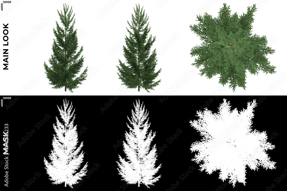 3D Rendering of Front, Left and Top view of Tree (Picea Abies) with ...