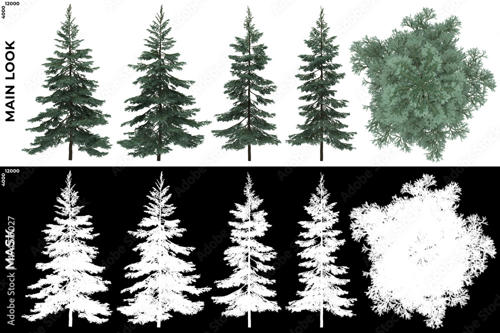 3D Rendering of Front, Left and Top view of Tree (Pinus Densiflora ...