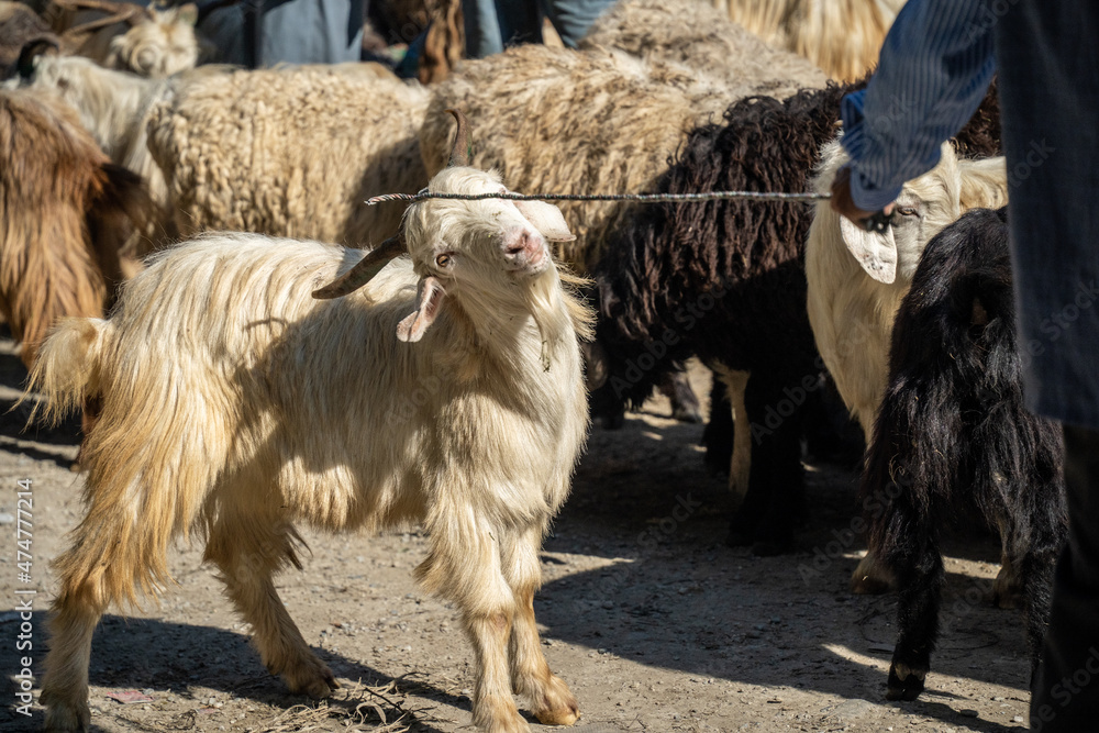 Wild Mountain goats are sold in the Pokhara market for animal sacrifice ...