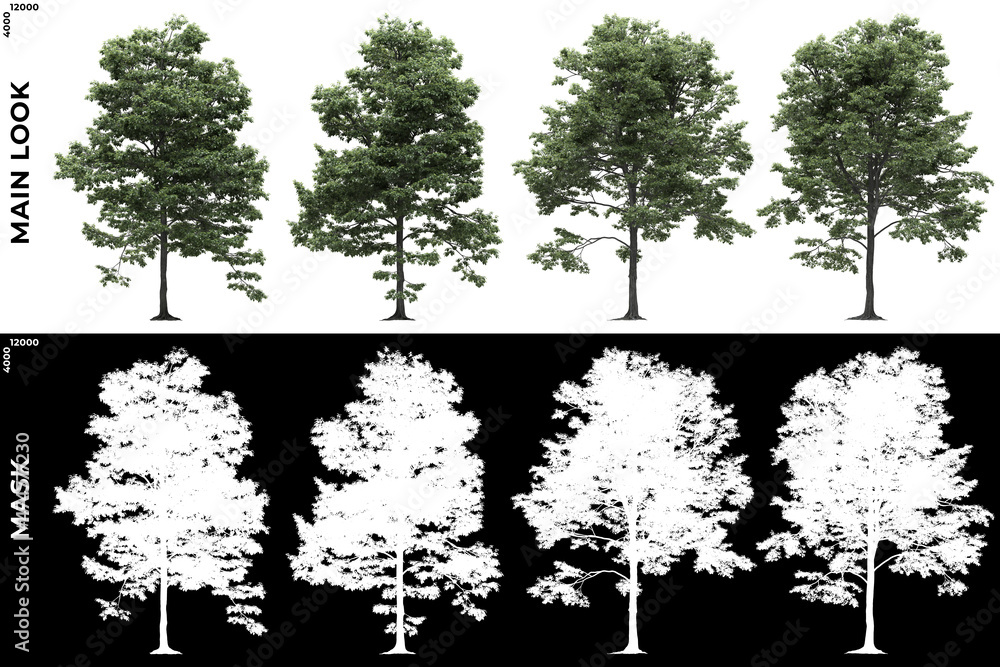 3D Rendering Front views of Generic Trees with alpha mask to cutout and ...