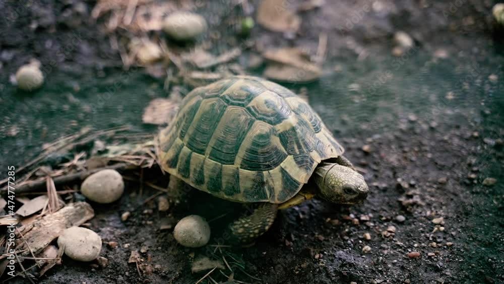 Turtle. A land turtle crawling along the ground. Stock ビデオ | Adobe Stock