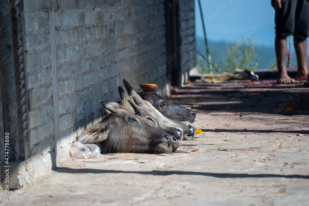 Wild Mountain goats and buffaloes are cut as animal sacrifice in a ...