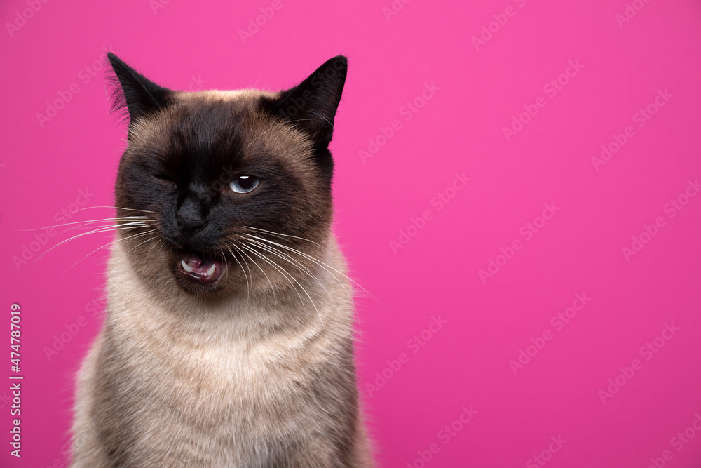 cute seal point siamese cat making funny face winking at camera on pink ...