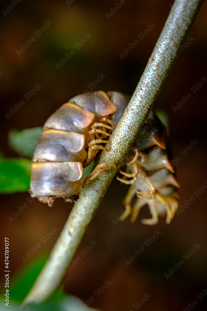Millipede Exoskeleton Macro Stock Photo | Adobe Stock