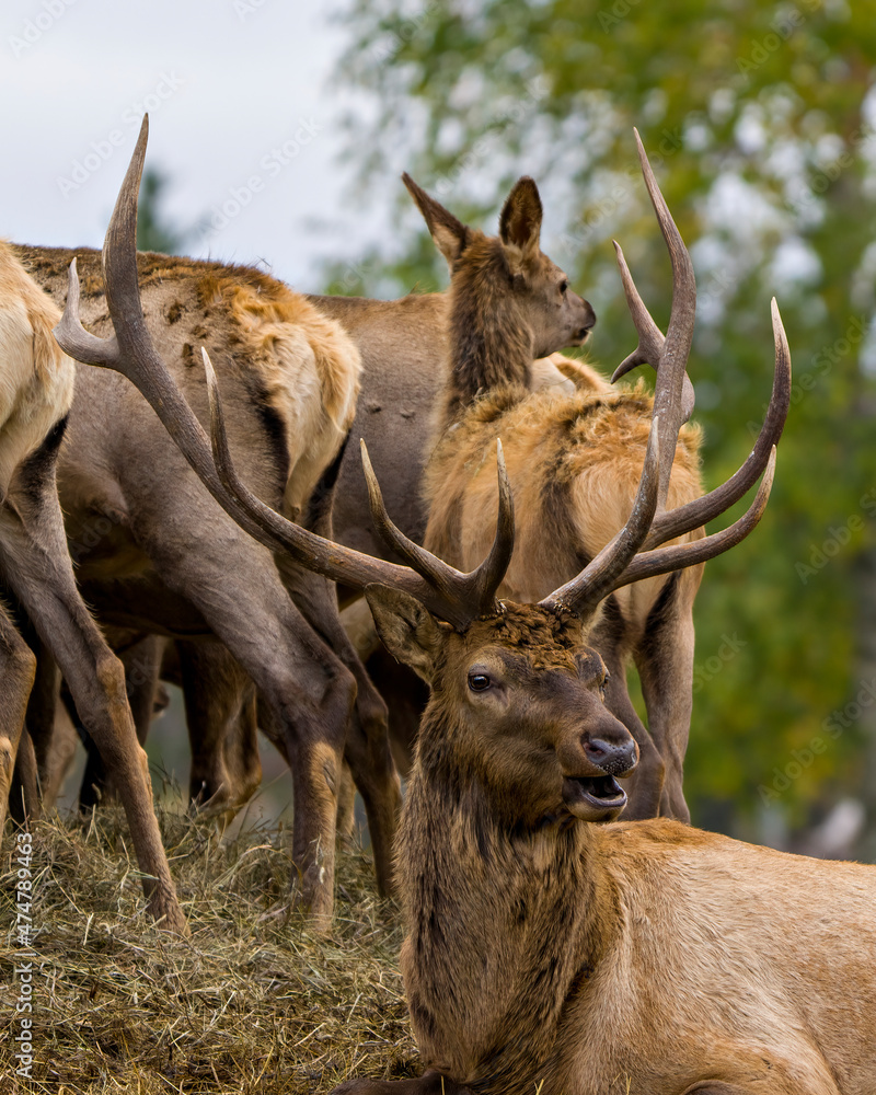 Elk Stock Photo and Image. Elk bull bugling resting on hay with its ...