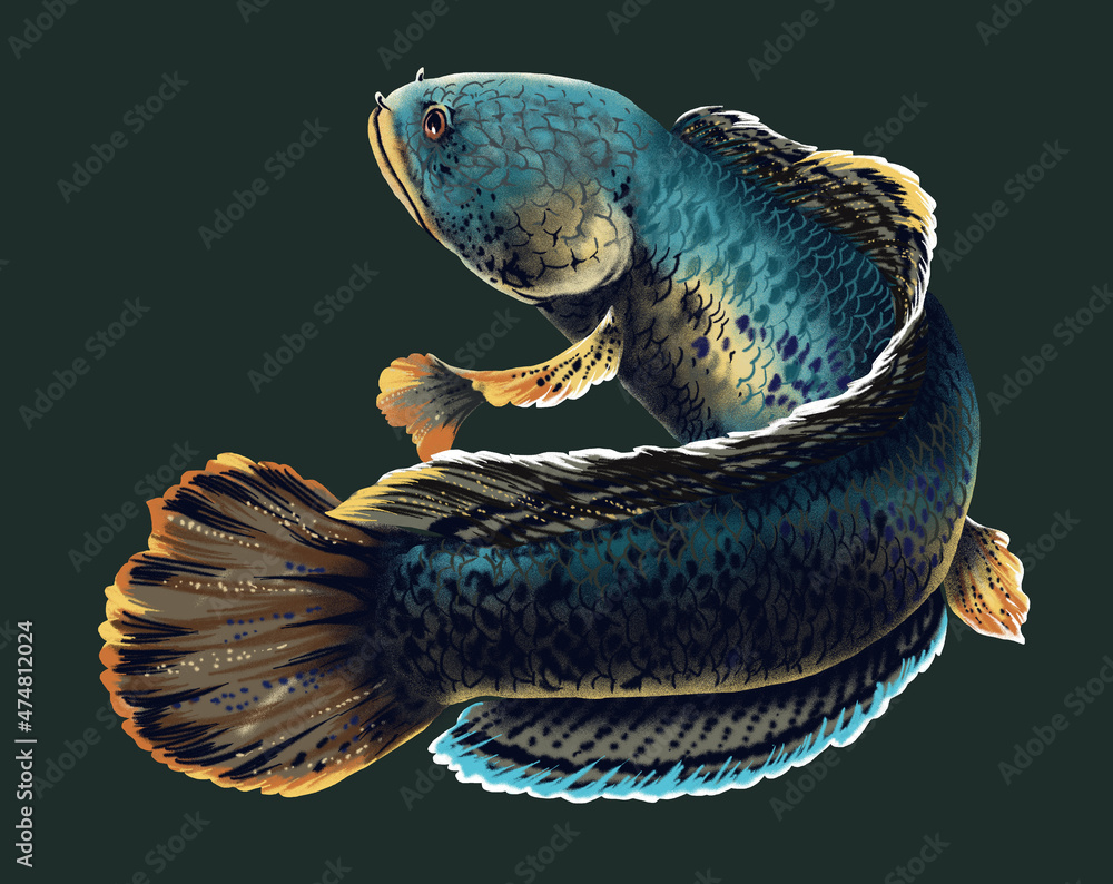 Channa barca fish,beautiful fish,snakehead fish,exotic fish Stock ...