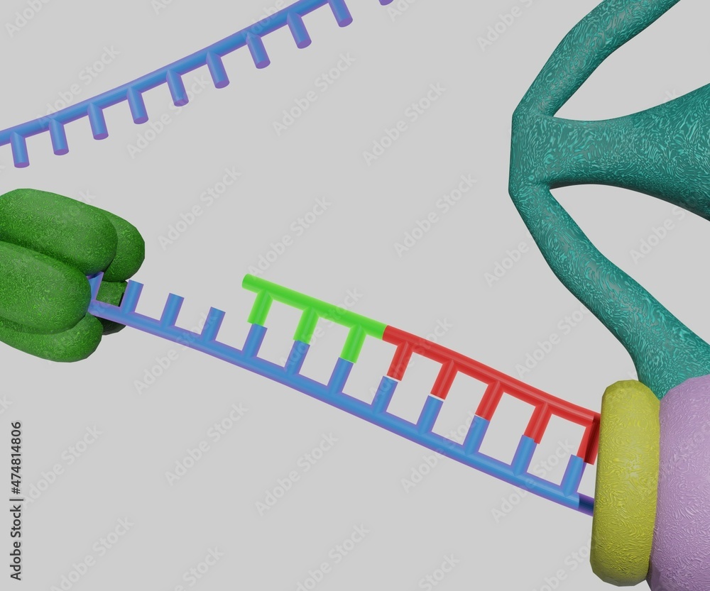 Dna Replication 3d Model