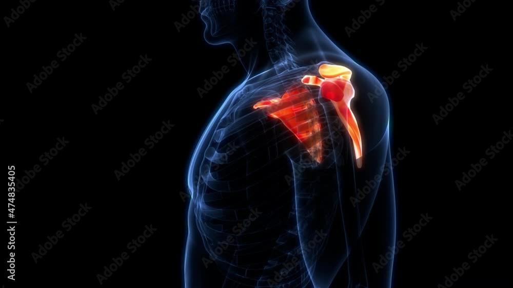 Human Skeleton System Scapula Bone Joints Anatomy Animation Concept ...