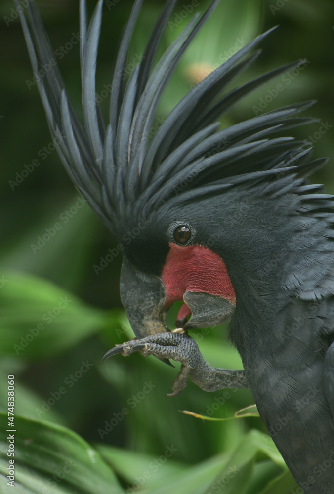 Probosciger aterrimus, The palm cockatoo or the goliath or great black ...