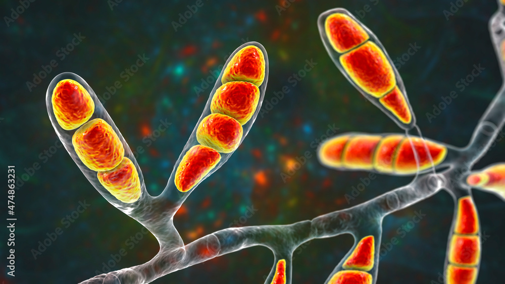 Microscopic fungi Epidermophyton floccosum, scientific illustration ...