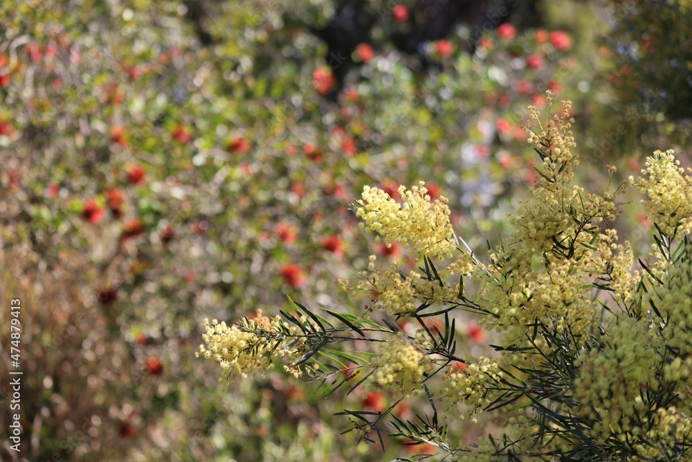 Acacia pycnantha, most commonly known as the golden wattle, in front of ...