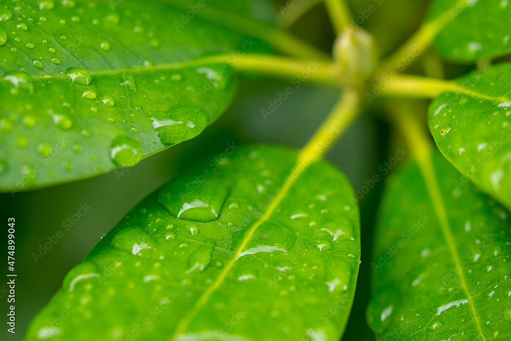 Rhododendron orbiculare,rhododendron,plante,arbuste,feuilles,feuille ...