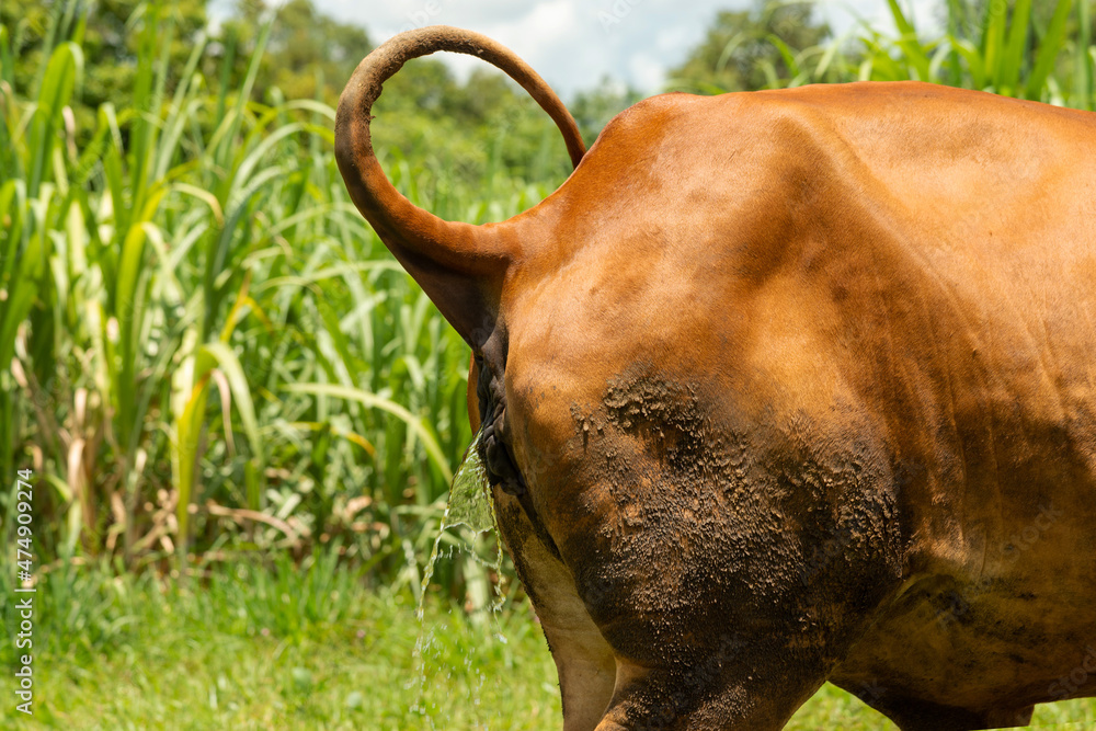 Brown cow peeing on green grass field, Cow is urinating by raising her ...