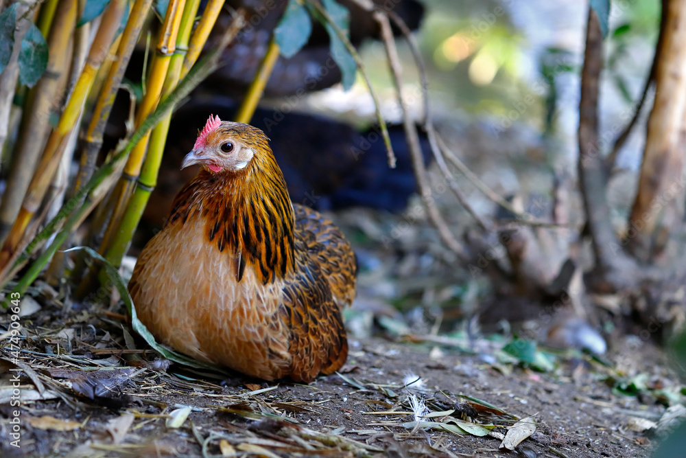 Full body of domestic golden hen on the farm Stock Photo | Adobe Stock