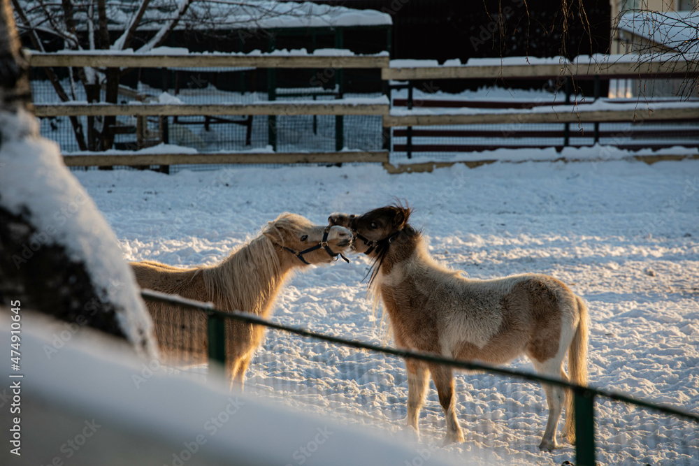 little beautiful ponies run between the trees and in the snow. pony in ...