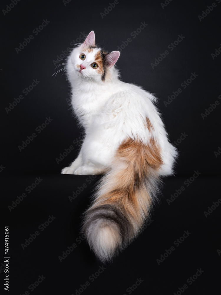 Adorable young Turkish Van cat, sitting backwards on edge with fox tail ...