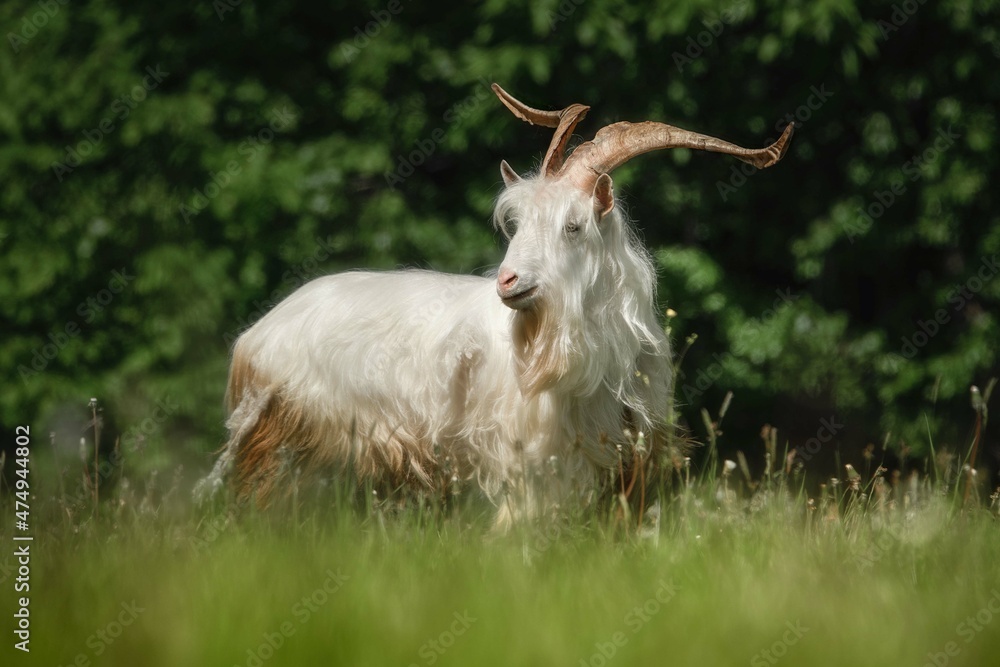 Clear summer day. A large burly goat. The male is white and has large ...