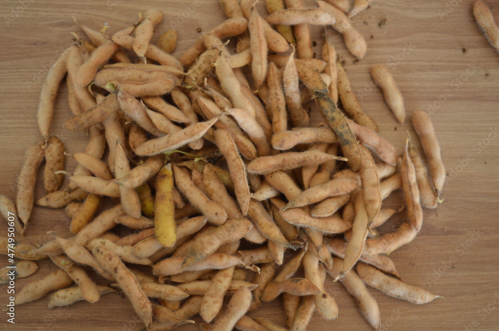 Various soybean pods at different stages of maturation Stock Photo ...