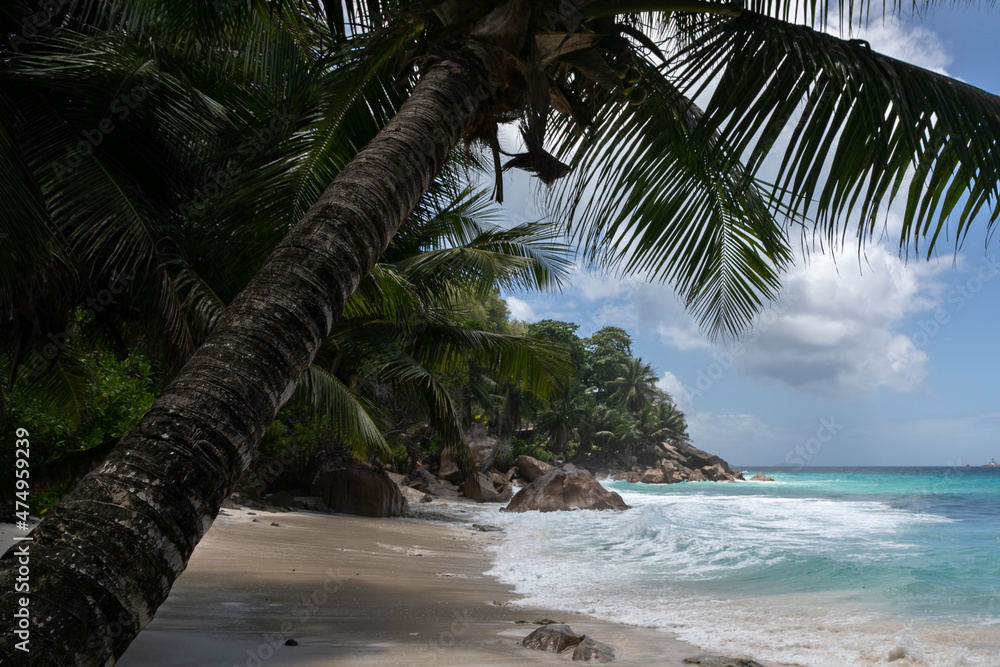 Typical Seychelles landscape. A palm tree hangs over a snow-white beach ...