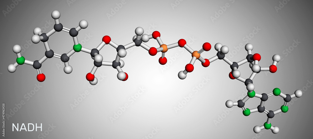 Nadh Molecule 3d