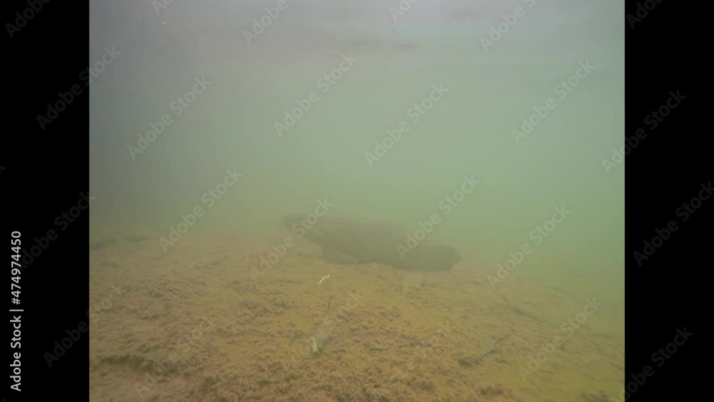 Wolf fish or traíra, freshwater predator under shallow and turbid water ...