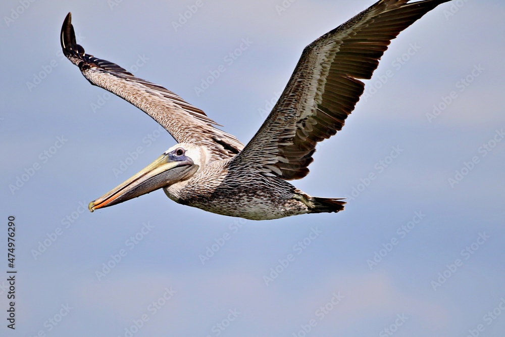Pelikan im Flug Stock Photo | Adobe Stock