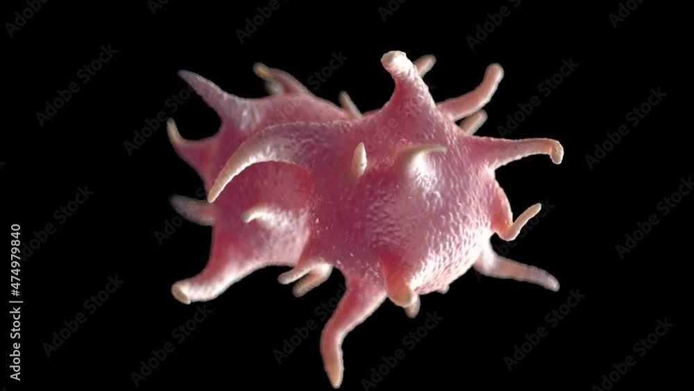 Platelets (thrombocytes) are colorless blood cells that help blood clot ...