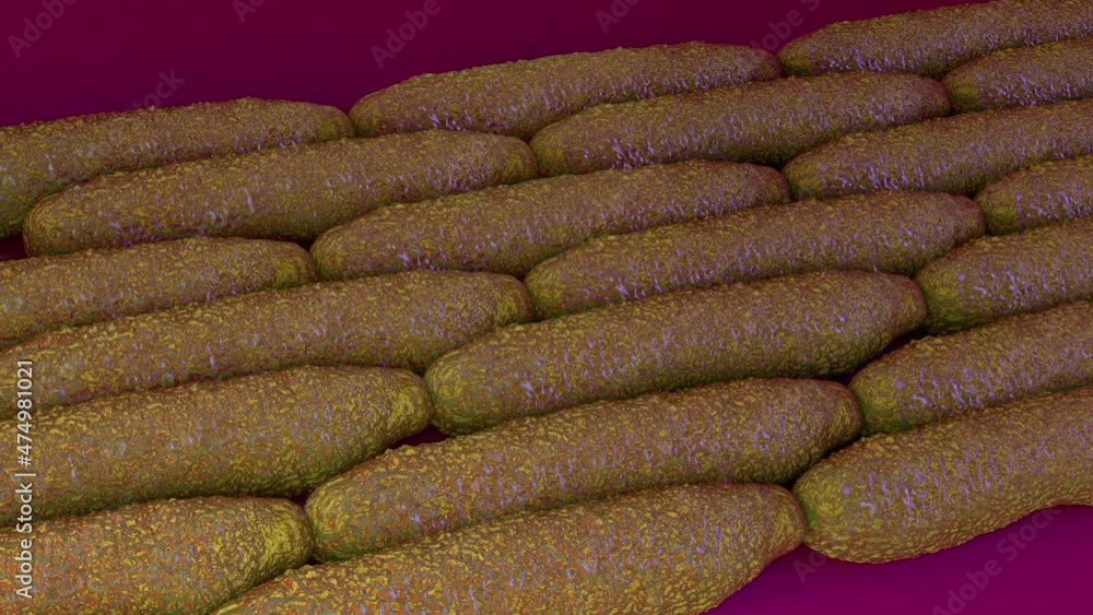 Lactobacillus bulgaricus bacteria. This lactic acid-producing bacteria ...