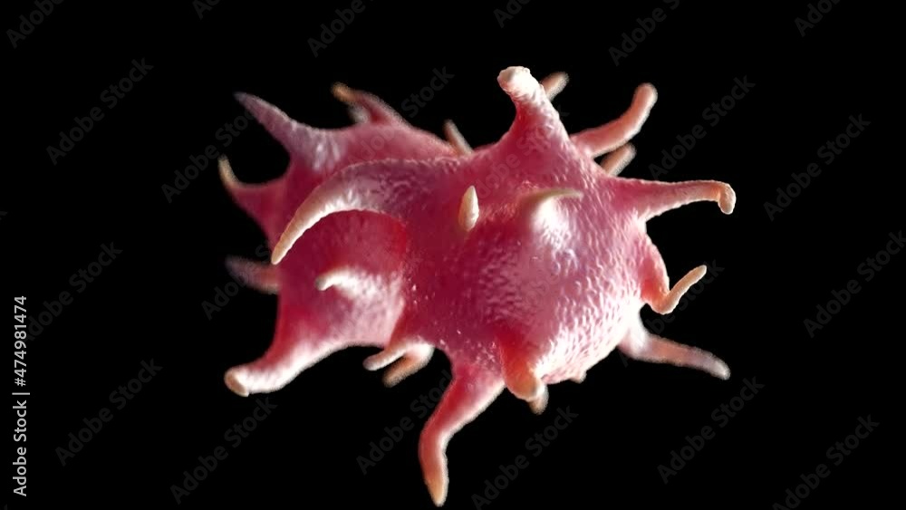 Platelet and thrombocyte anatomy concept and activated platelets ...