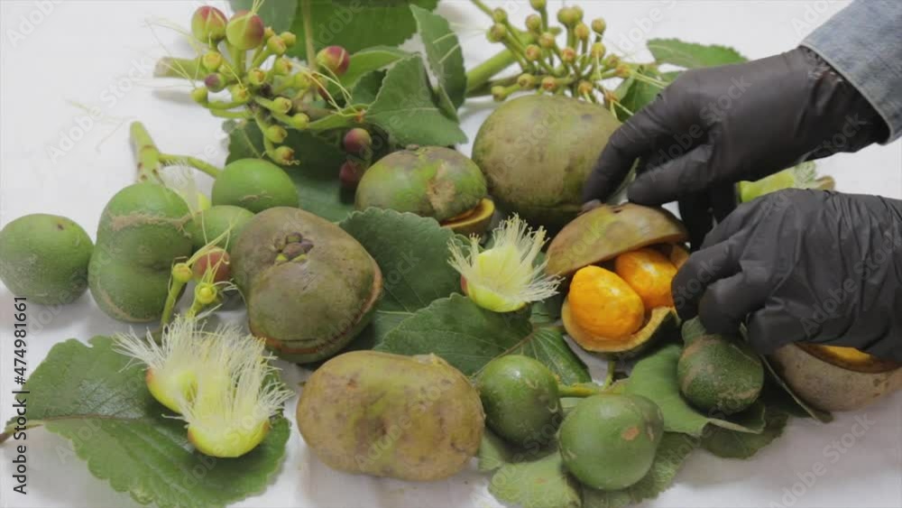 Pequi ou Piqui is the most traditional fruit from the central and warm ...