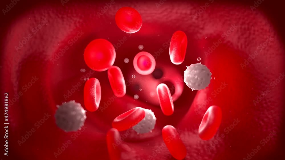 red blood cells and white blood cells traveling through a blood vessel ...