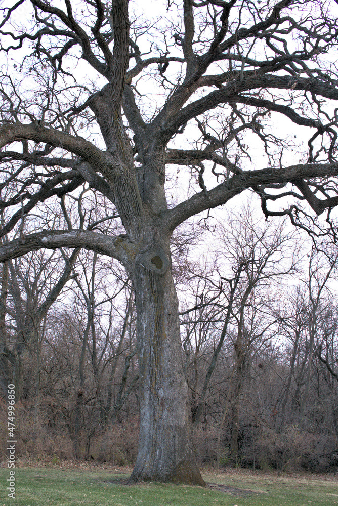 Fall colors surround a tall old Burr Oak Tree that is over 200 years ...