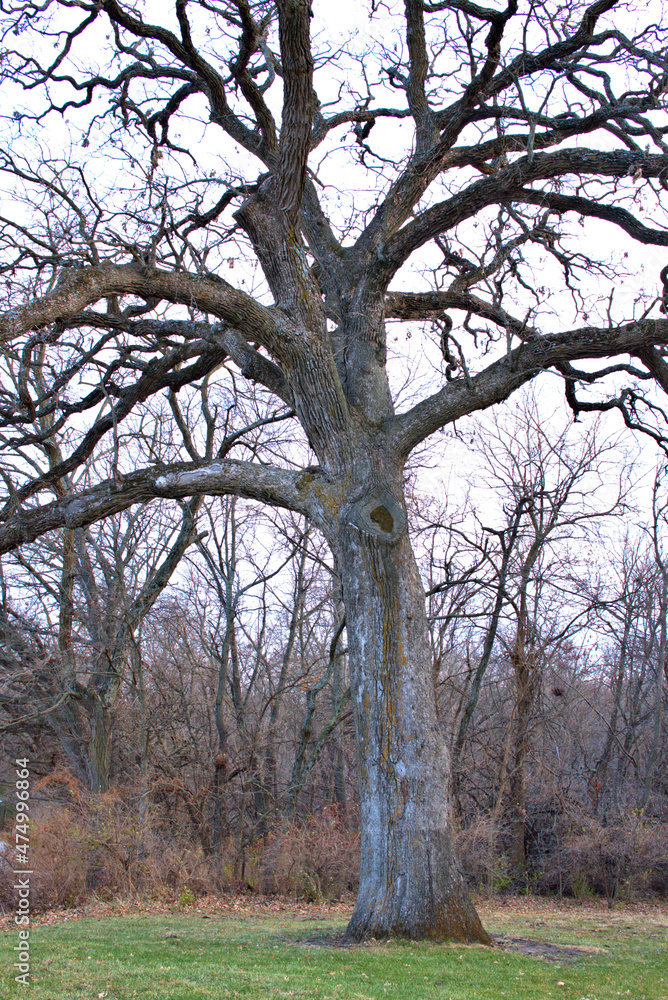 200 year old Burr Oak Tree Stock Photo | Adobe Stock