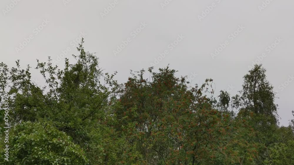 Branches of deciduous trees sway in the wind. Various deciduous trees ...