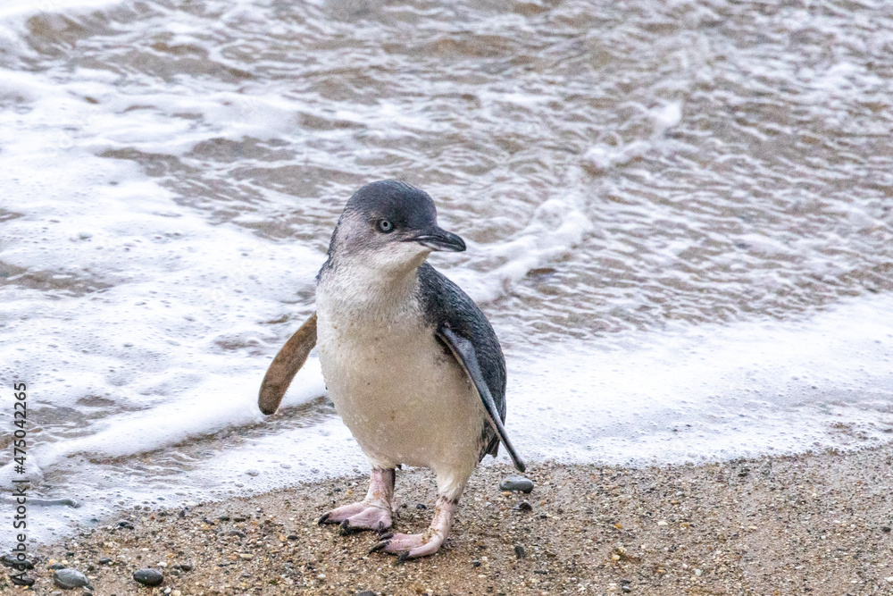Little Blue Penguin in Australasia Stock Photo | Adobe Stock