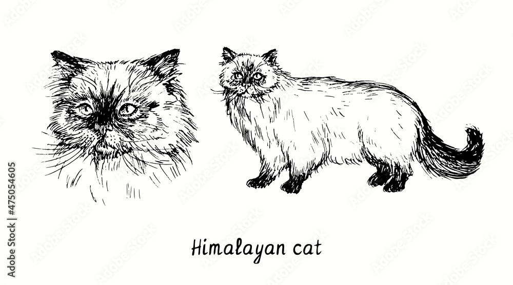 Himalayan Cat collection, head front view and standing side view. Ink ...