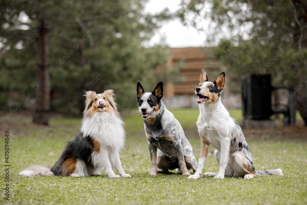 Are Collies Good Cattle Dogs