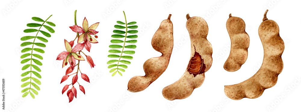 Tamarind fruit set. Watercolor illustration. Hand drawn realistic ...