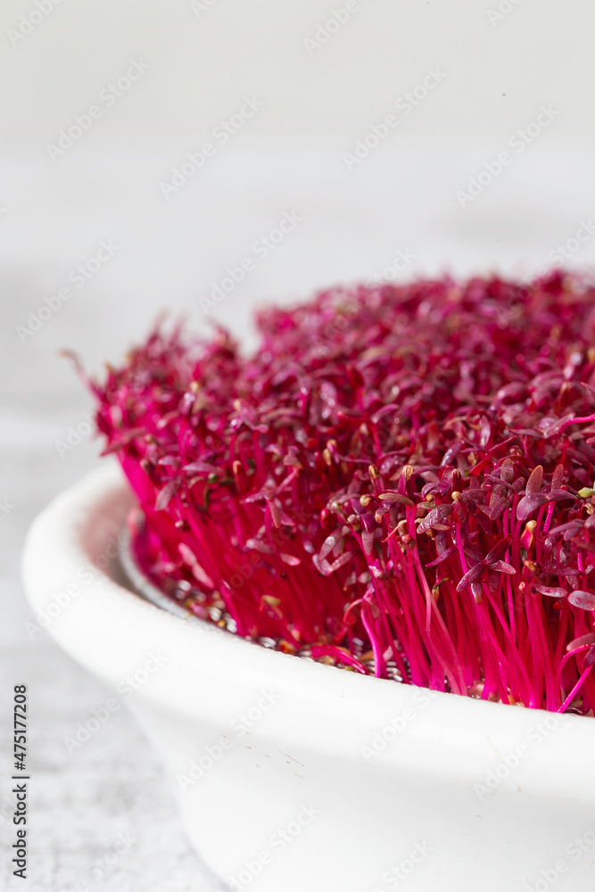 Amaranth micro herbs. Sprouting Micro greens. Seed Germination at home ...
