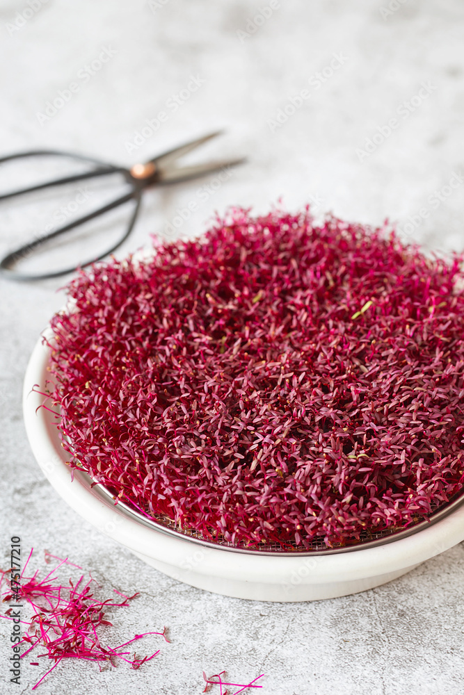 Amaranth micro herbs. Sprouting Micro greens. Seed Germination at home ...