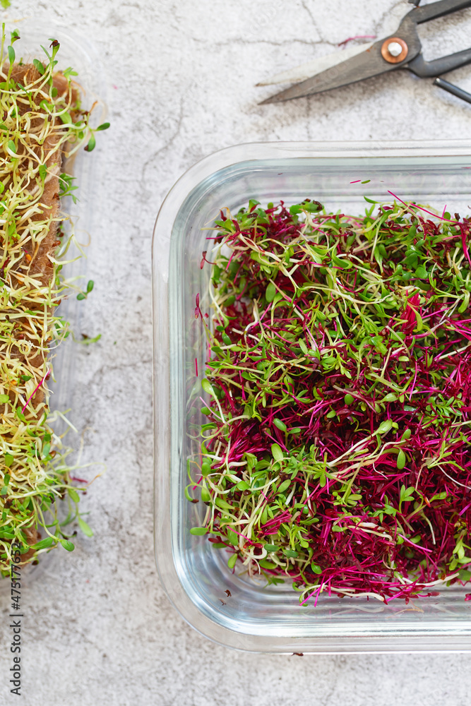 Amaranth micro herbs. Sprouting Micro greens. Seed Germination at home ...