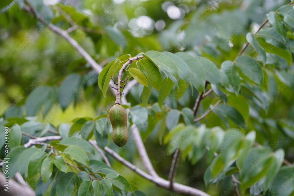 Jatobazeiro or just Jatobá, (scientific name: Hymenaea courbaril) is a ...