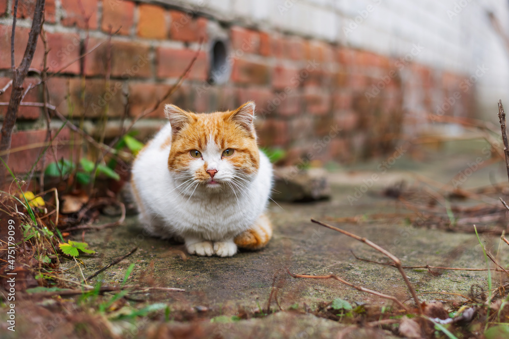 Foto de sad cat sitting on wet path in cold weather do Stock | Adobe Stock
